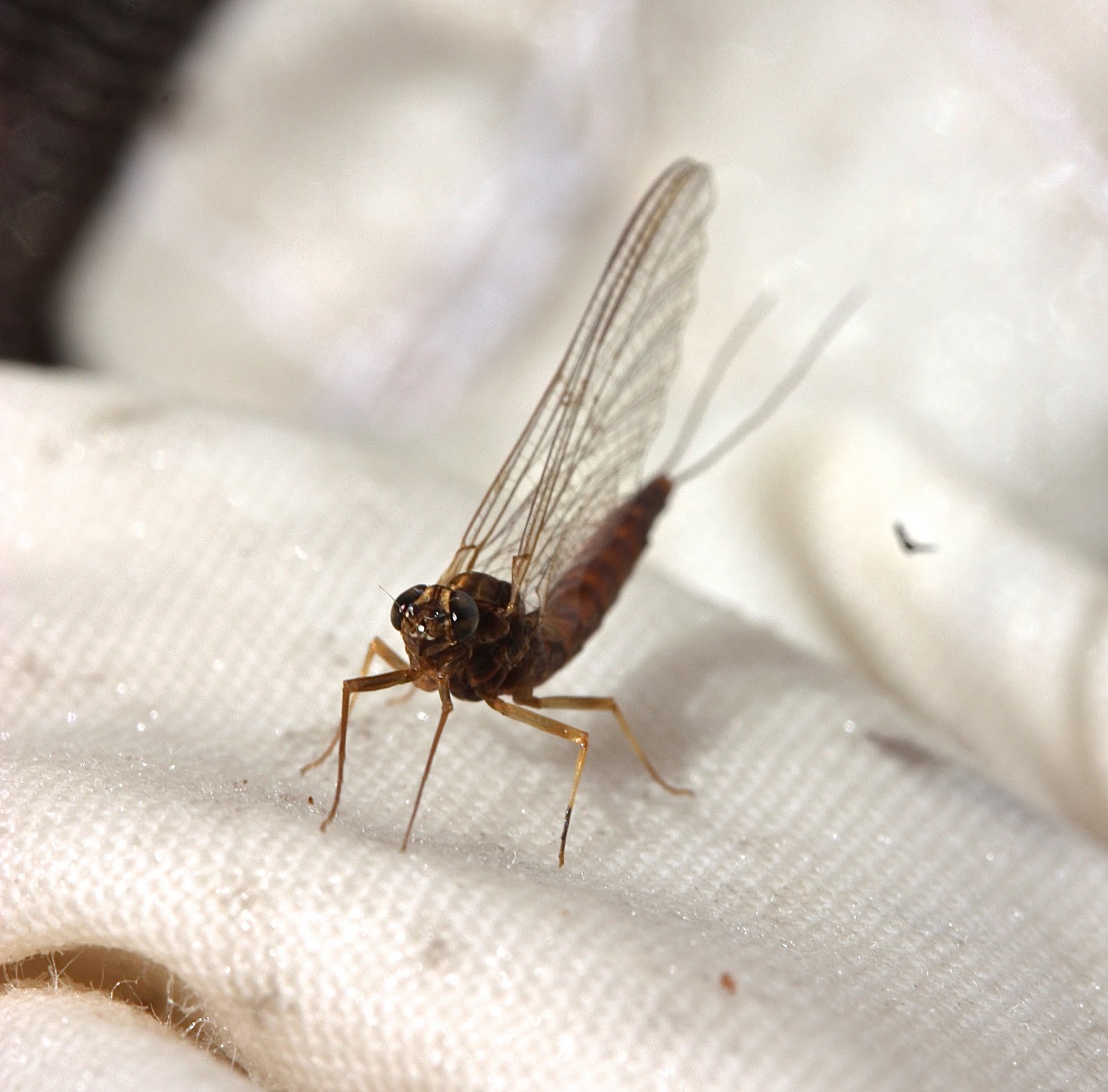 Aquatic Insects of Central Virginia: A spring day on two small streams ...