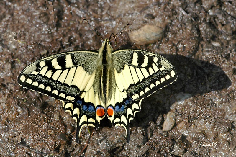 Papallones diürnes: Els papiliònids