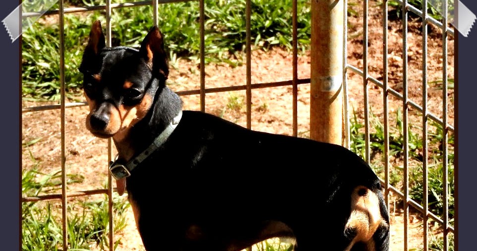 GimmeBlu Pinchers: Miniature Pinschers (Adults)