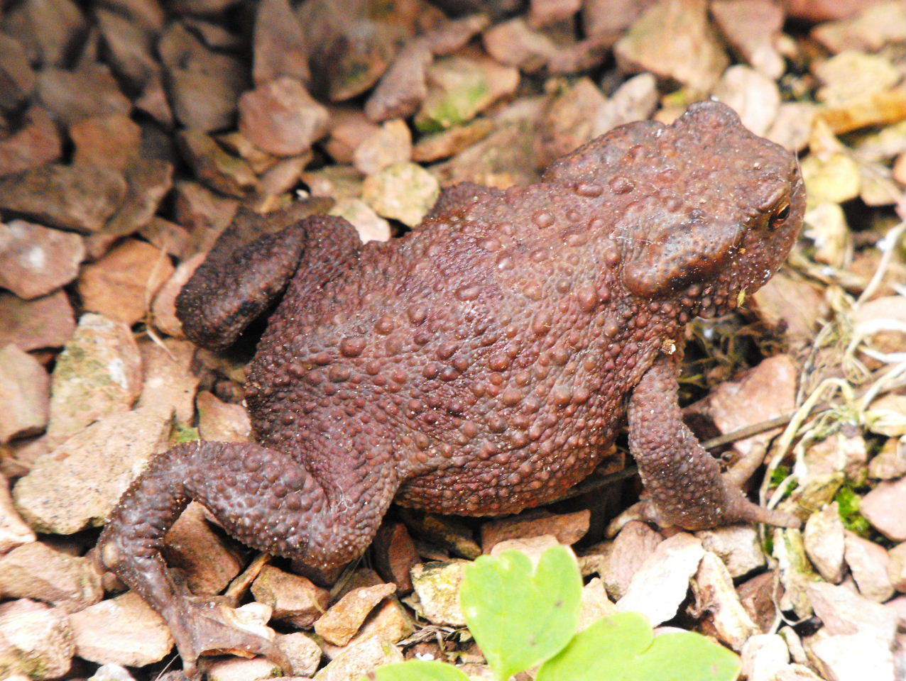 Largo Baywatch: A Small Toad