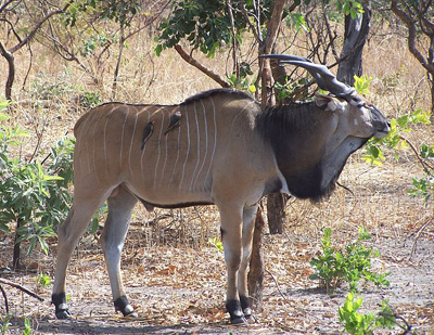 Synapsida: Bovines: The Largest Living Antelopes