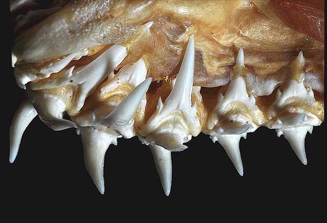 Real Monstrosities: Sand Tiger Shark