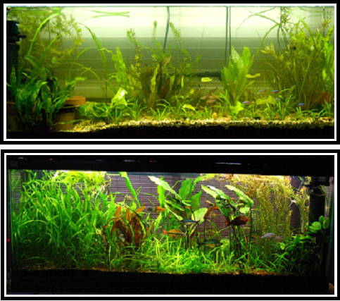 El Natural style aquascape