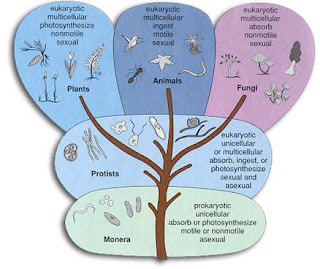 Knowledge Class: Kingdom of Life