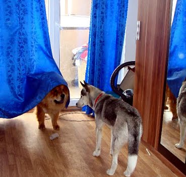 ROMEDICINE: Songshi-quan (the fluffy lion-dog)