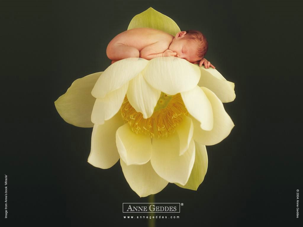 Anne Geddes: Babies, Babies Everywhere! | Construction dairy