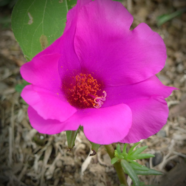 Campanha Uma Flor Para a Mãe: Uma flor no Jardim