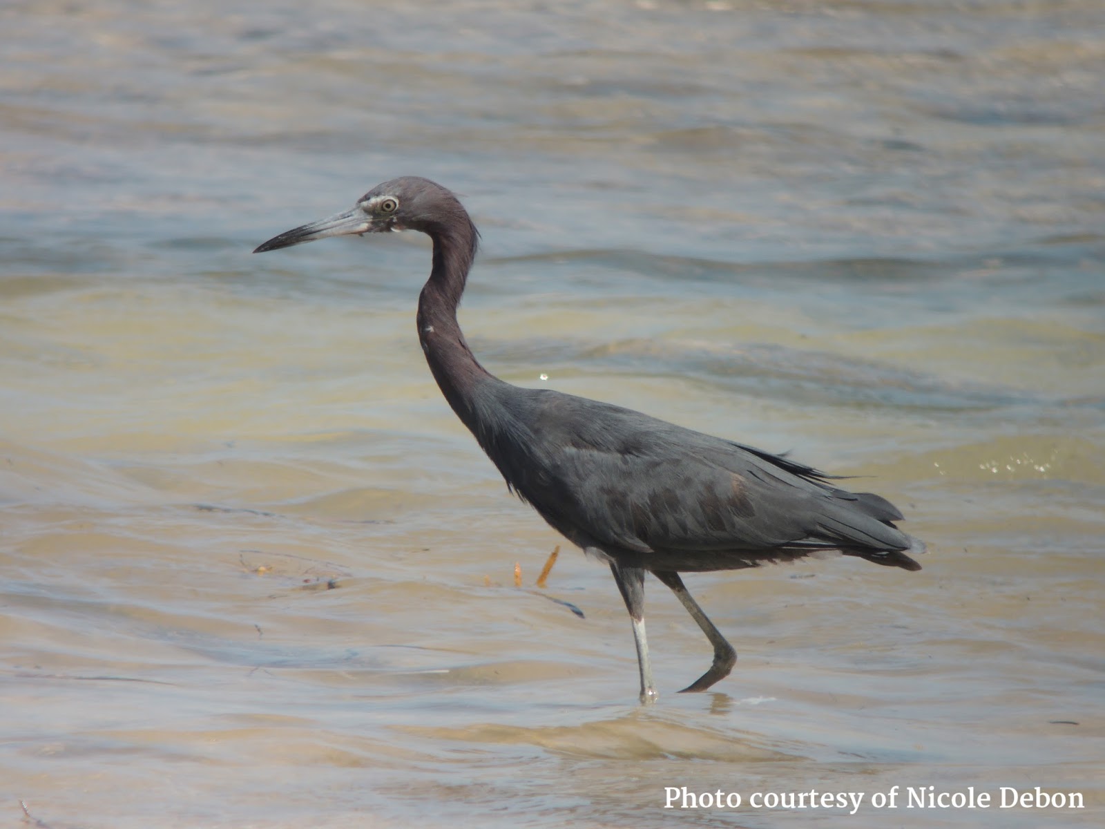 Small Hope Bay Lodge Andros Island Bahamas: The Beautiful Birds of ...