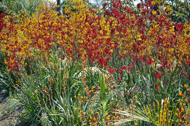 A Passion for Flowers: Anigozanthos - Kangaroo Paw