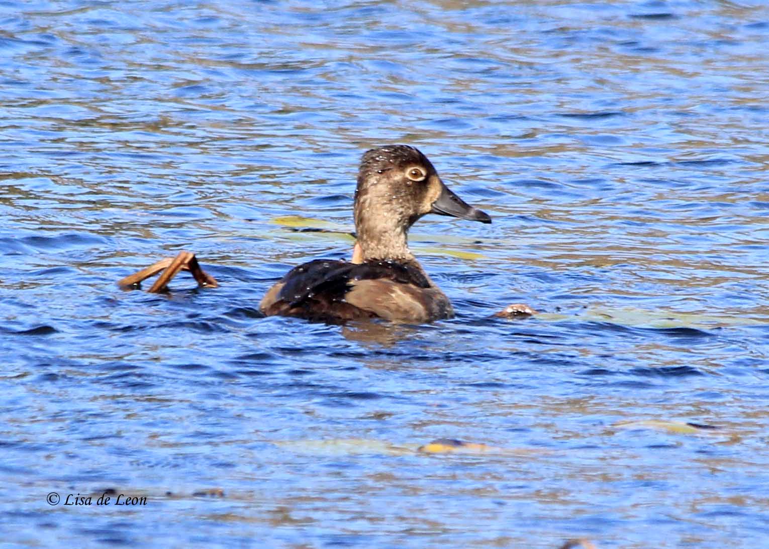 Birding with Lisa de Leon: Diving Ducks Return