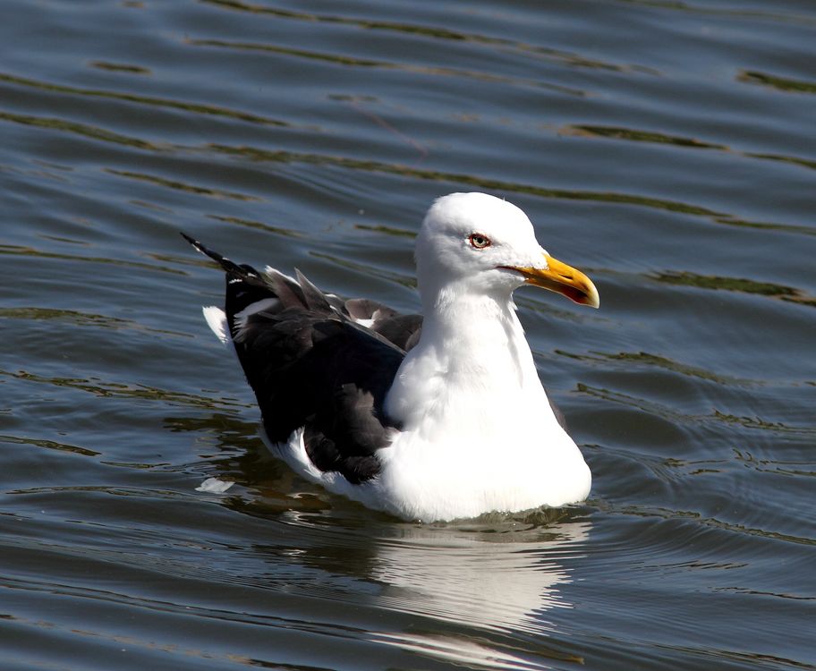 AVES DEL CIELO - BIRDS OF HEAVEN: GAVIOTAS DEL MEDITERRANEO ESPAÑOL ...