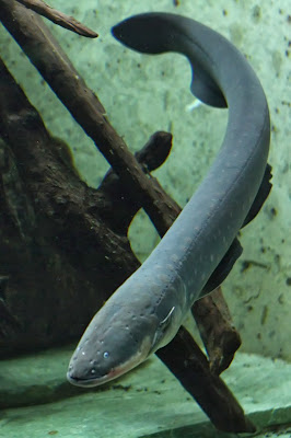 Catalogue of Organisms: Shock Me like an Electric Eel