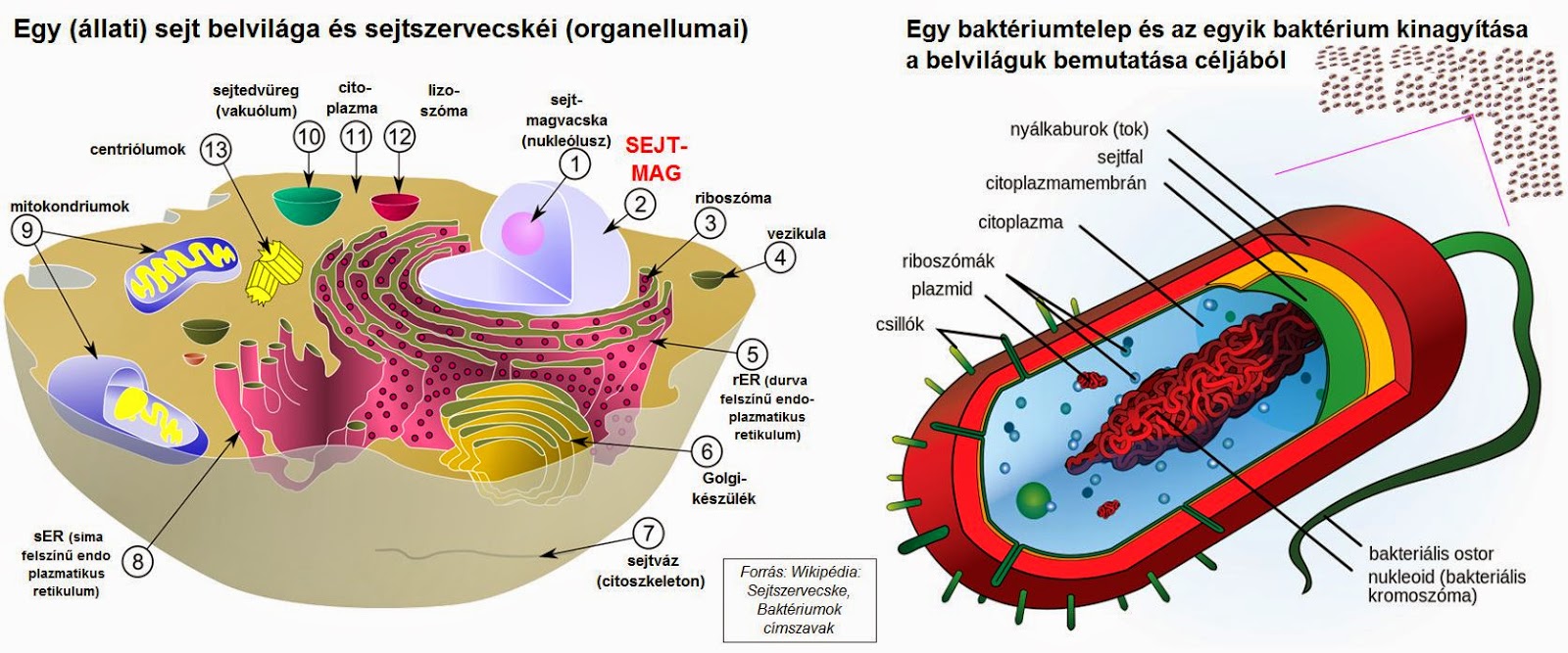 SebTiben: Fertőtlenítés szelektíven. Microflóra és Solumium