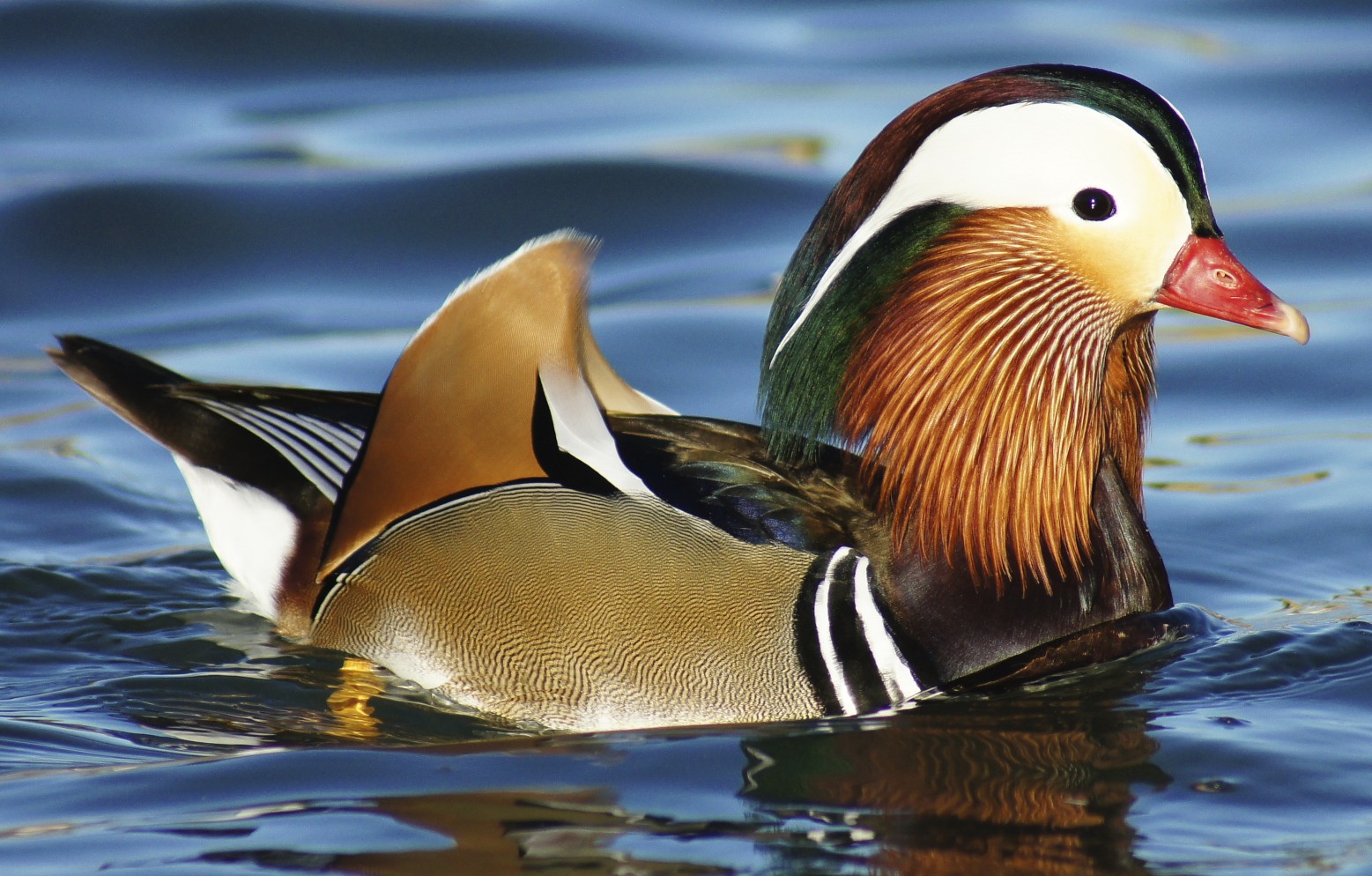 Butler's Birds: Flamboyance Incarnate--The Mandarin Duck