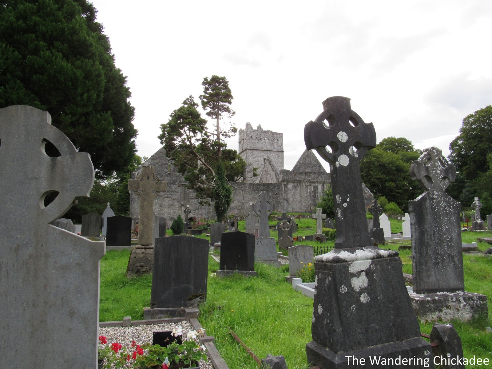The Wandering Chickadee: The Muckross Abbey Tree in Killarney, Ireland