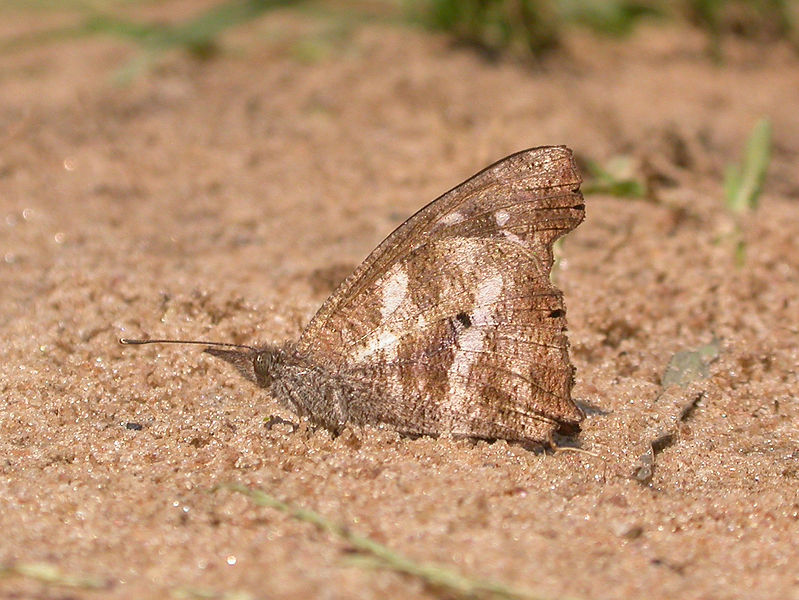 An Elephant a Day: Elephant No. 251: Dexterity Puzzle