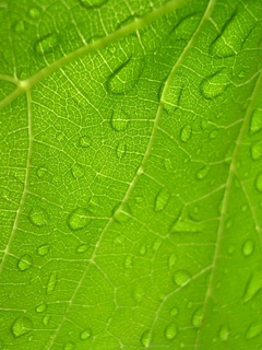 240x320 Nature Wallpapers Download | Mobile Wallpapers | Download Free ...