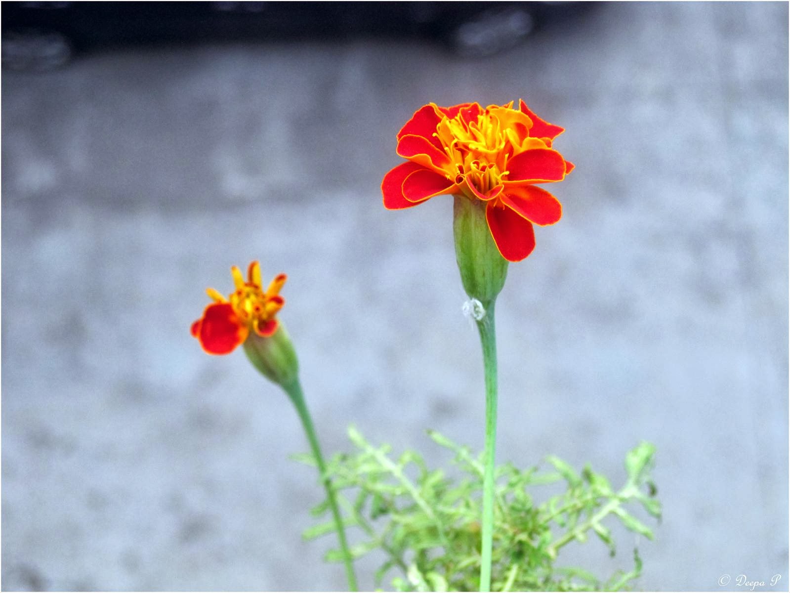 First flowers of my Marigold tree.... - Random Photography