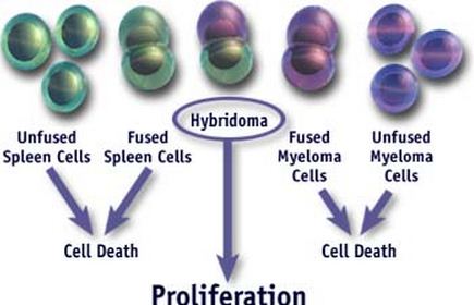 Generation of hybridomas |Genetic Engineering Info