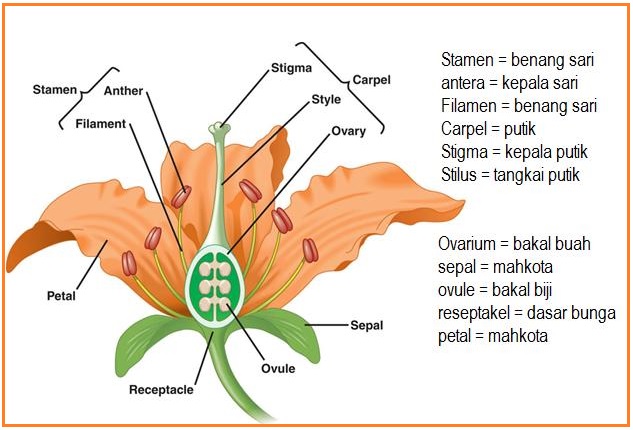 Wow 22+ Gambar Penampang Melintang Bunga Kembang Sepatu - Gambar Bunga ...