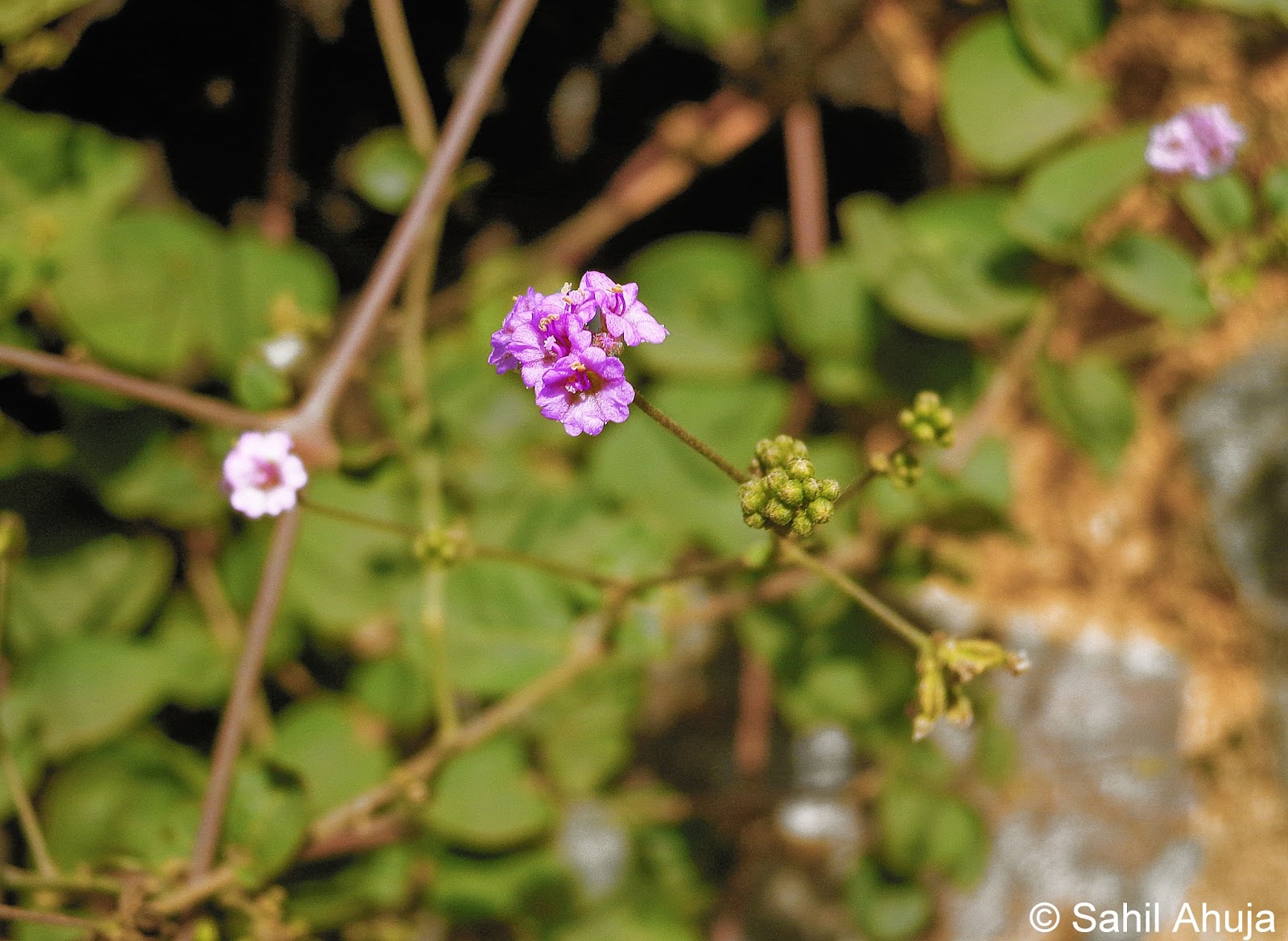 Pixelated Memories: Qasr-i-Hazar Sutan and Bijay Mandal, Delhi