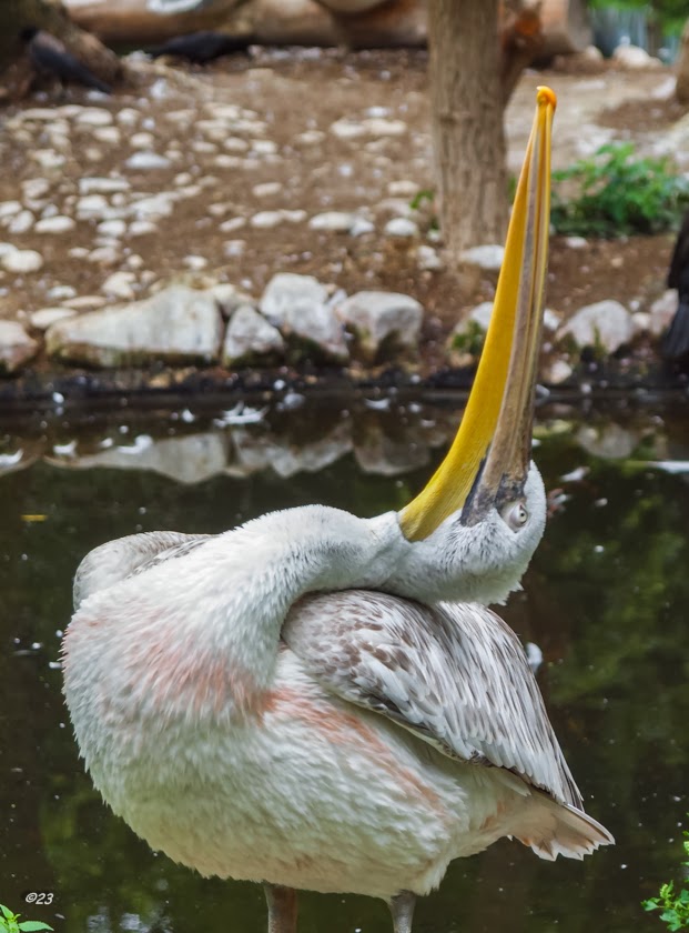 Foto: Pelicanul cret (Pelecanus crispus)