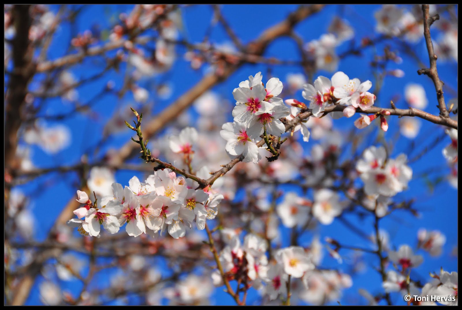Toni Hervás: Empieza la primavera... comienza el blog