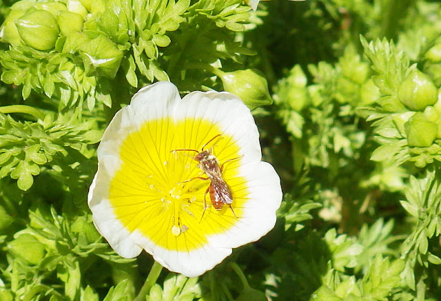 Victory Gardens for Bees: Poached Egg Flower Brings in the Wee Bees