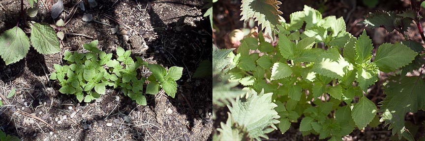 FOODjimoto: August 2013