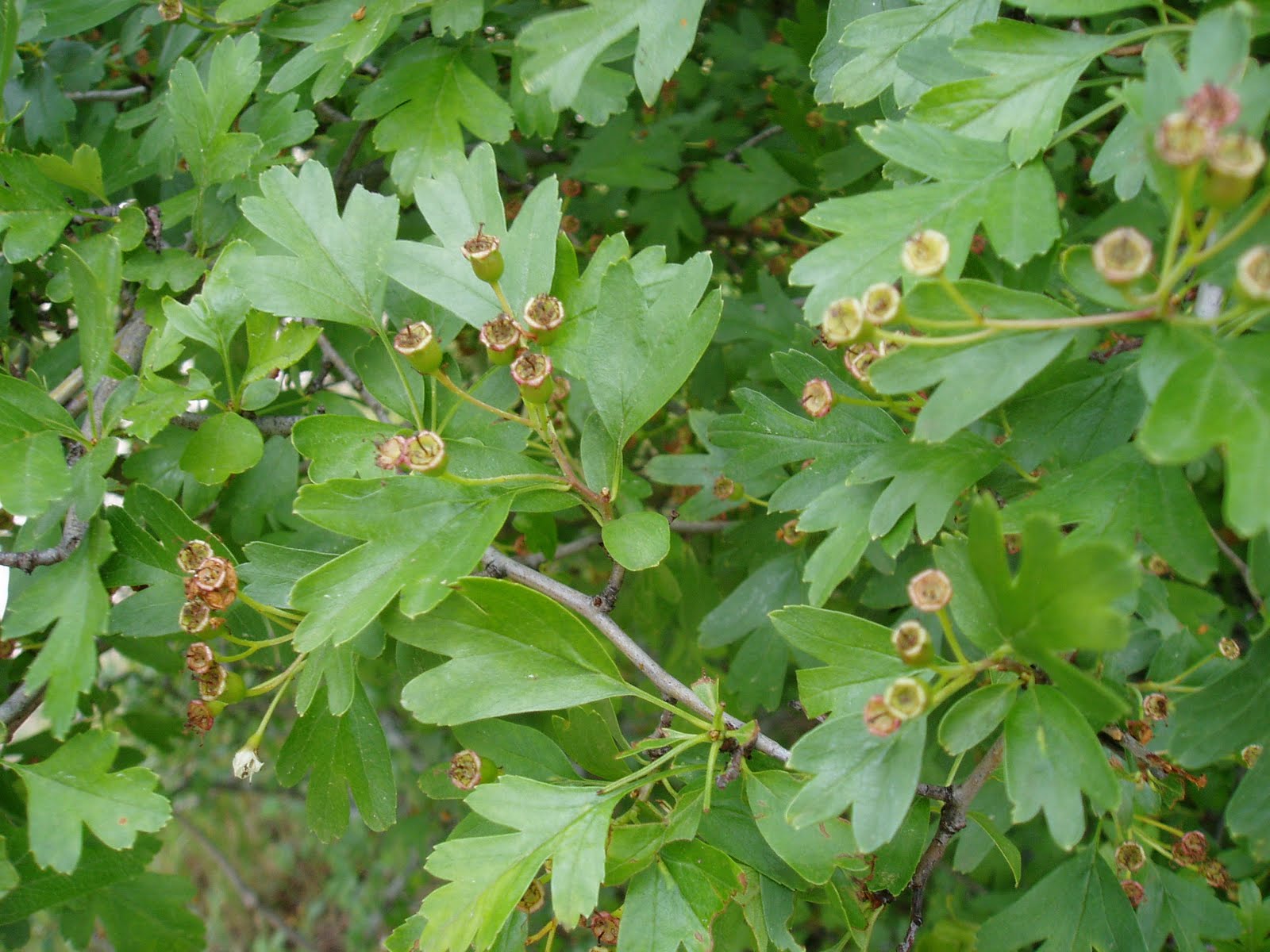 MAJUELO: Crataegus monogyna | Plantas rioMoros