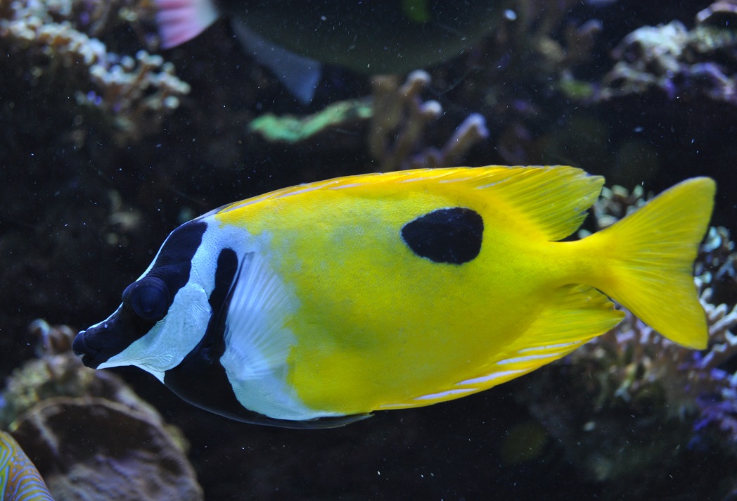 ZOOTOGRAFIANDO (6.100 ANIMALS): PEZ CONEJO DE UNA MANCHA / BLOTCHED ...