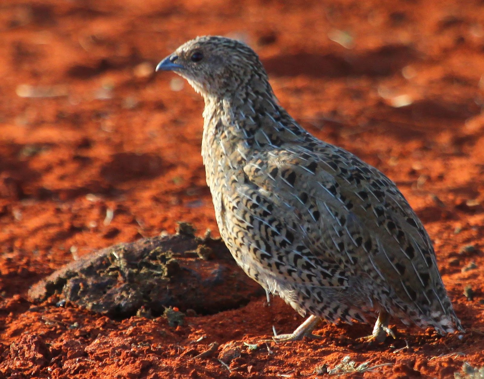 Richard Waring's Birds of Australia: Brown Quail and Galahs in the late ...