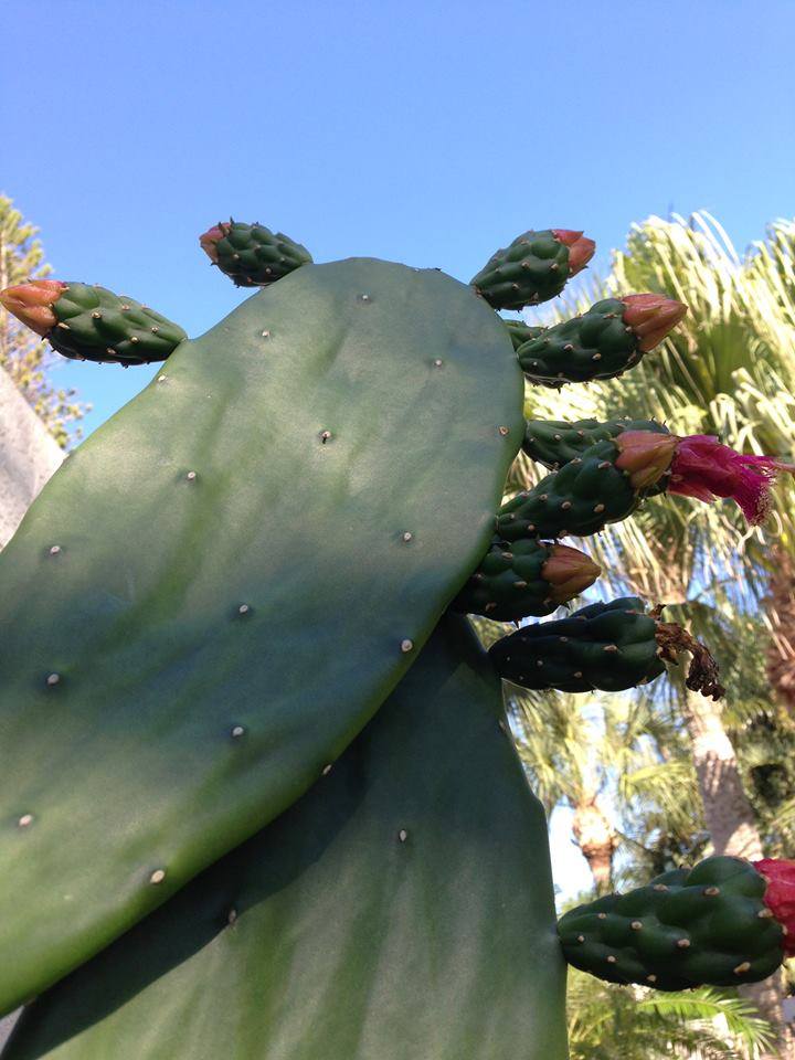 Wildewood Wonders: Florida has a native cactus: prickly pear