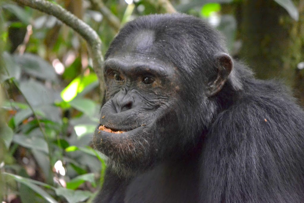 Travel with Corne Schalkwyk : The “Pearl of Africa” photographic Safari