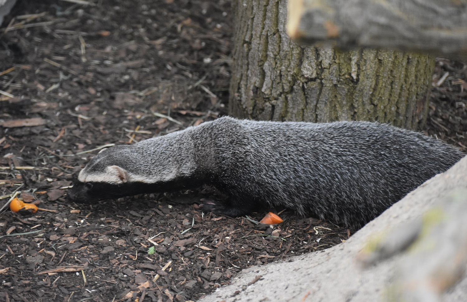 ZOOTOGRAFIANDO (6.100 ANIMALS): GRISÓN / GREATER GRISON (Galictis vittata)