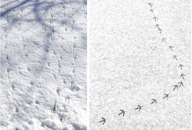 North Yuba Naturalist