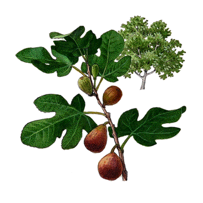 DAILY GRACE: THE FIG TREE