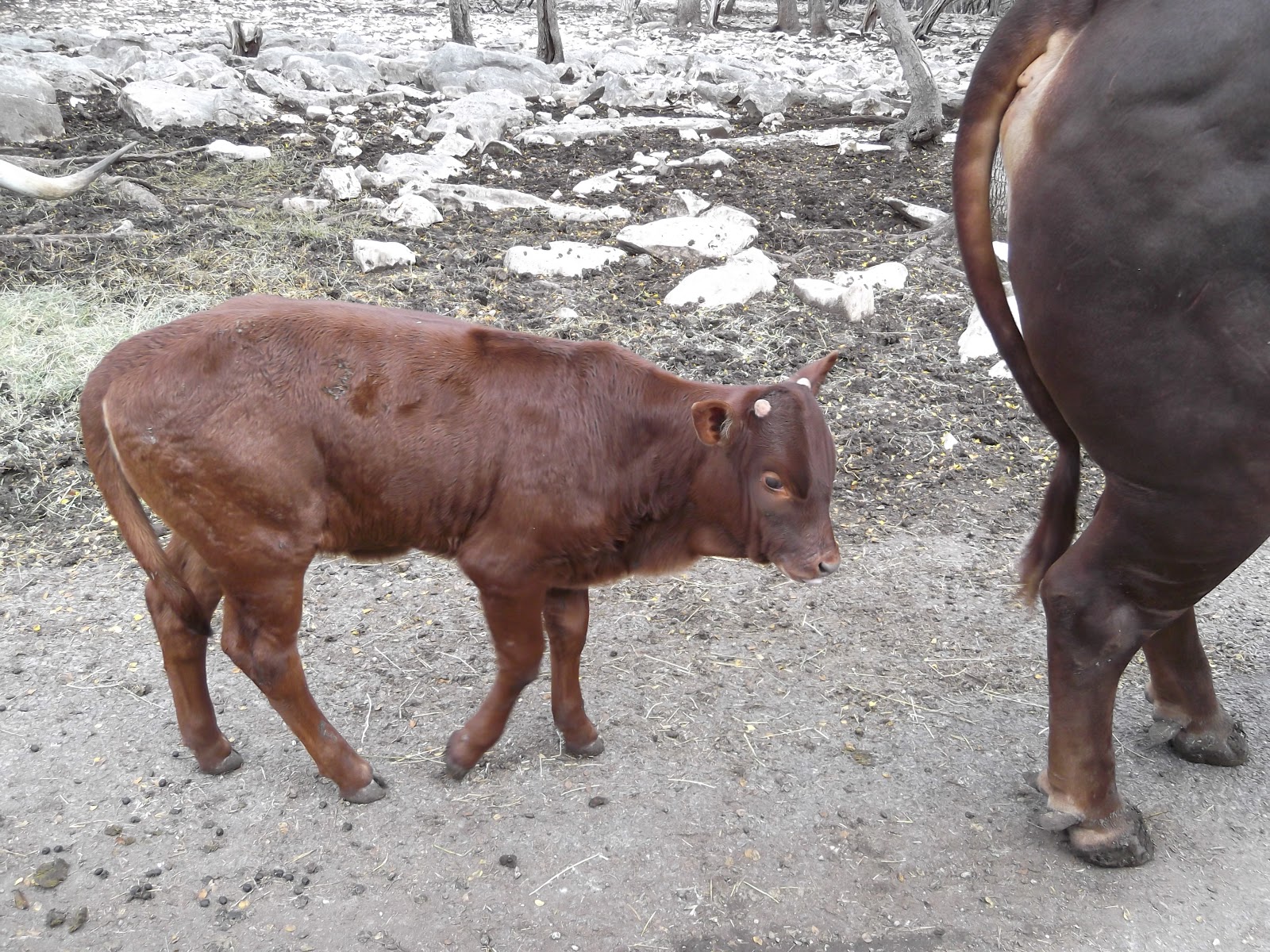 The Natural World: Animal Spotlight: Aurochs
