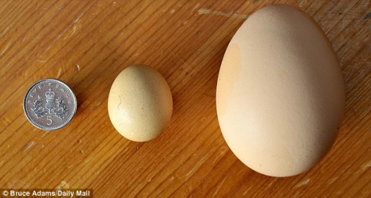 ALLFINES.COM - Interesting news around the world: World record for ...