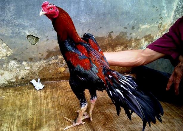 Ayam Aduan Terbaik Saat ini Bukan Lagi Bangkok Asli - Ayam Aduan