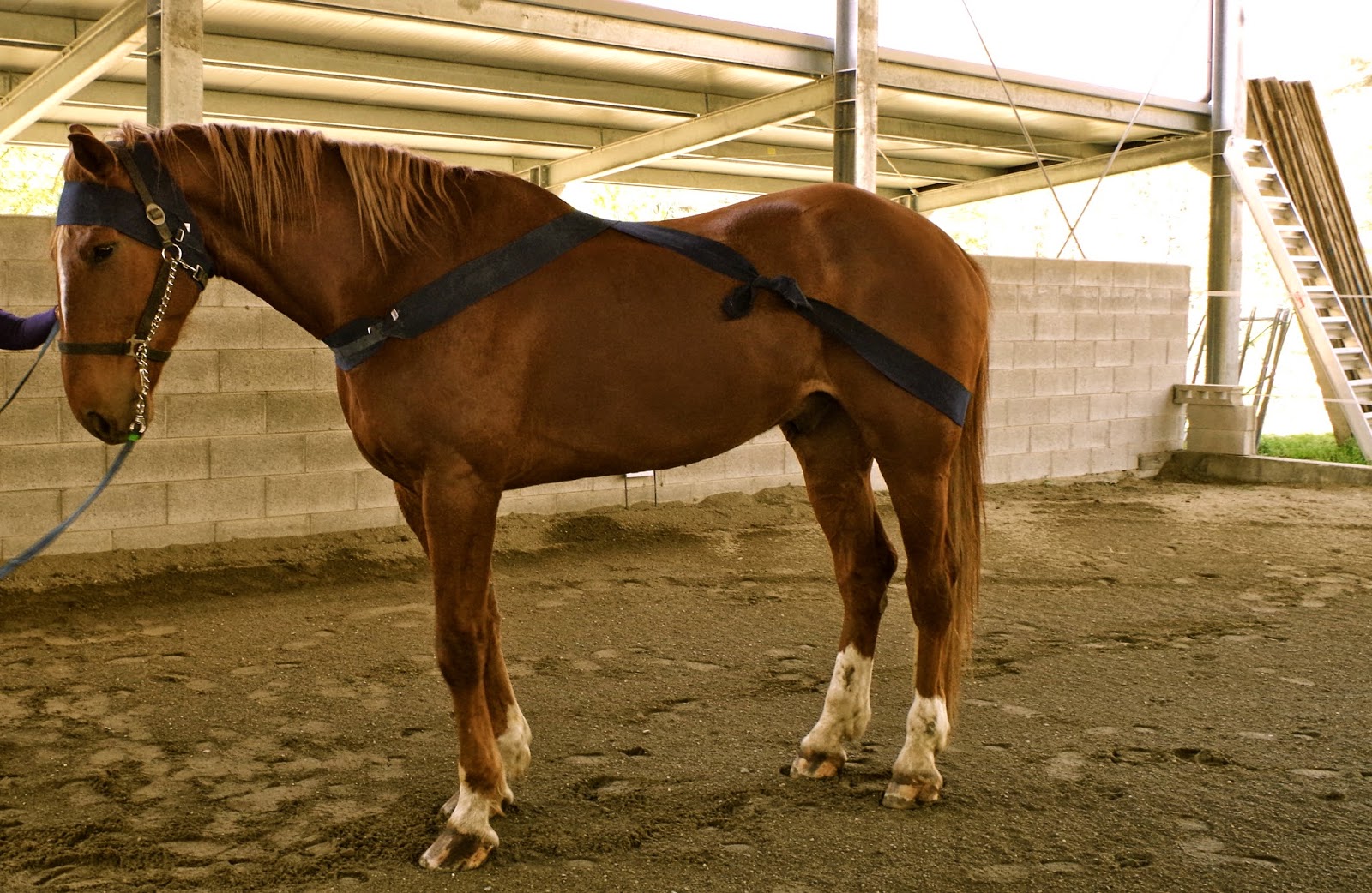 Tacchi a Cavallo: The Touch That Teaches: introduction to the ...