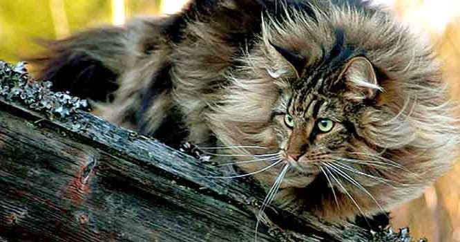 Kucing Hutan Norway | Alam Kucing