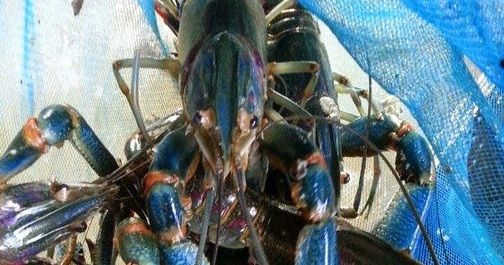 PEMBEKAL BENIH UDANG KARA (LOBSTER) KETUTU KELI TILAPIA HARUAN ...