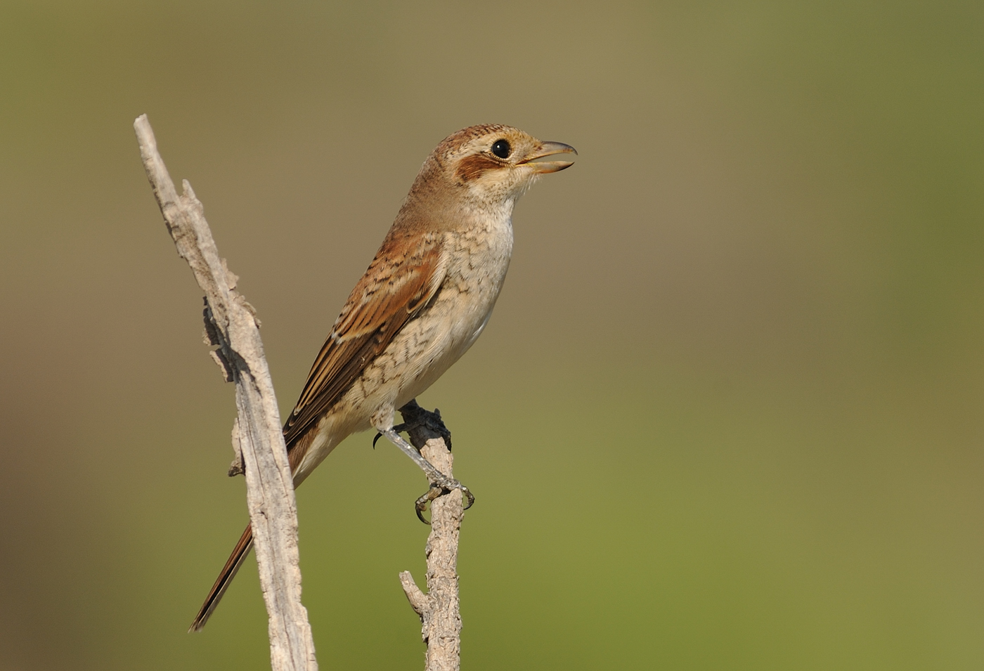 Steve Rogers birding: Various shrikes in the Cape Greco area