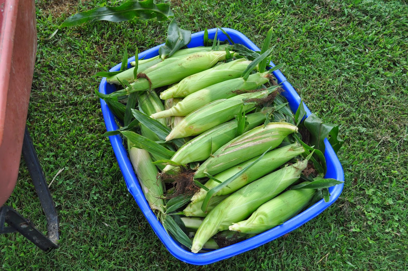 Michelle's Webb: Putting up Corn
