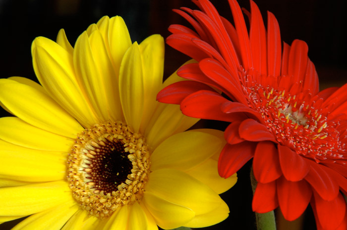 Imágenes de flores y plantas: Gerbera