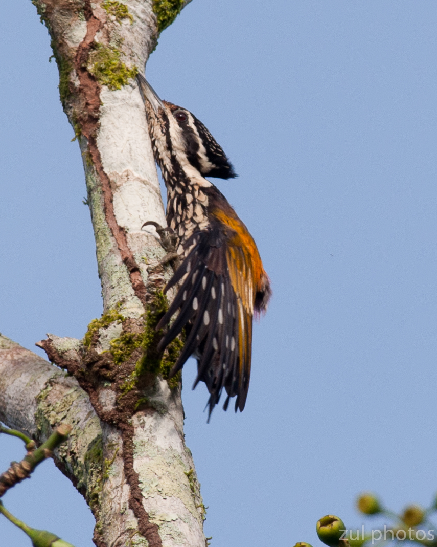 Zul Ya - Birds of Peninsular Malaysia: Common Flameback Woodpecker