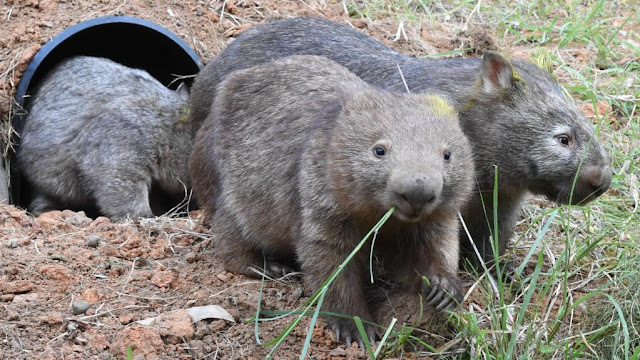 EL YAGUARUNDÍ: EL WOMBAT