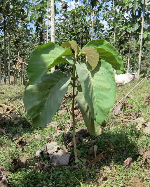 Panamanian treetops: The Torti Ritz / Contrast creates conditions for ...
