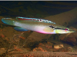 AQUARIO TROPICAL: Jacundá